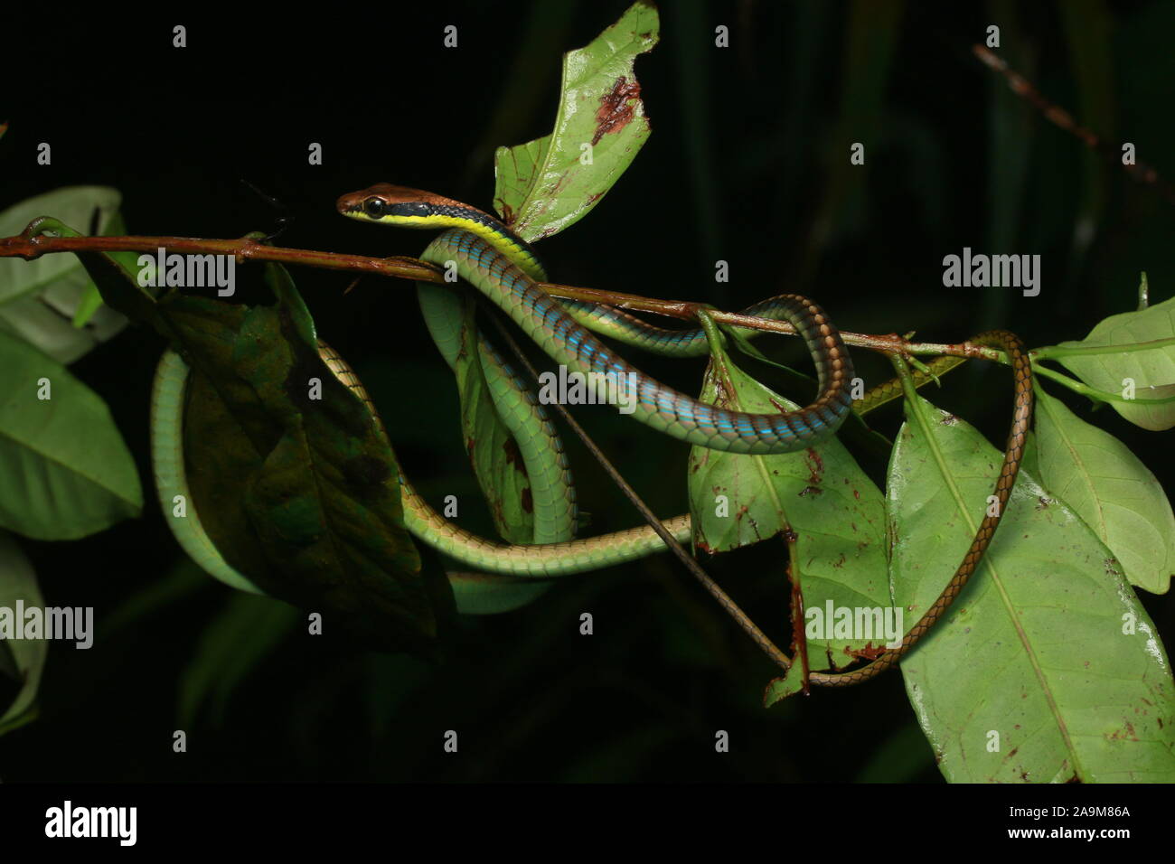 Dendrelaphis cyanochloris hi-res stock photography and images - Alamy