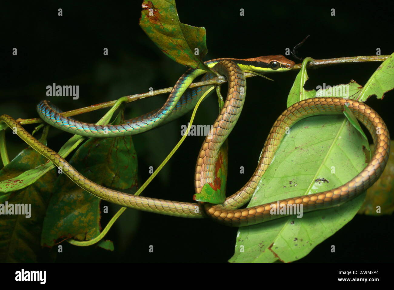 Elegant Bronzeback Snake High Resolution Stock Photography and Images ...