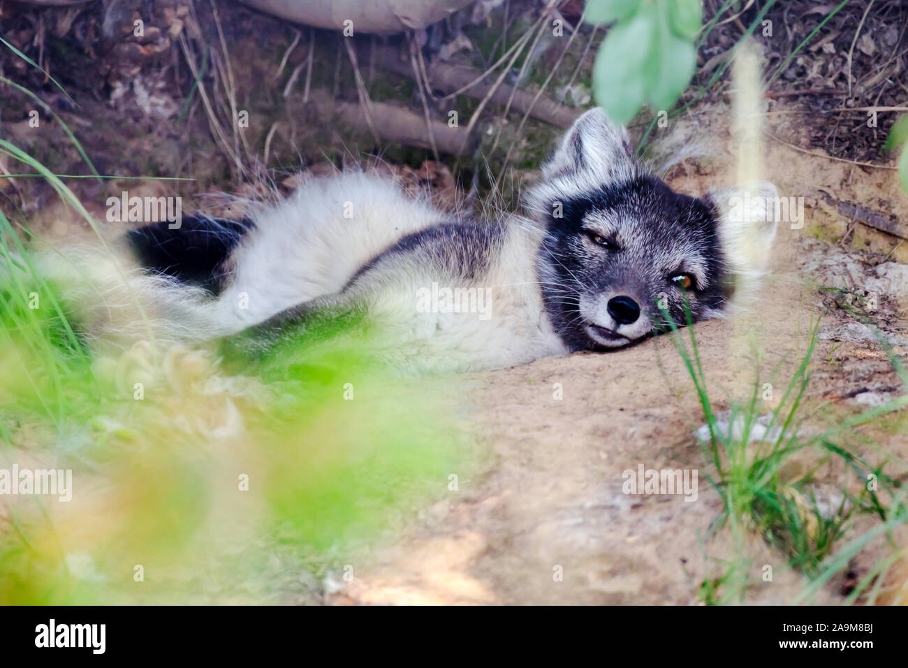 Grey fox cub hi-res stock photography and images - Alamy