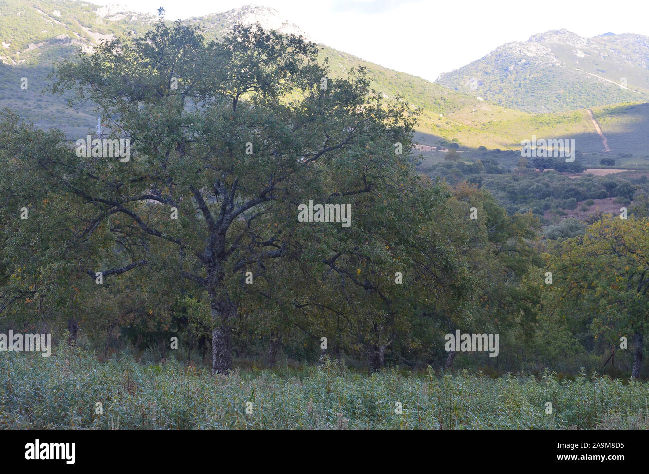 Oak woodlands and Mediterranean scrubland in Sierra Madrona natural ...