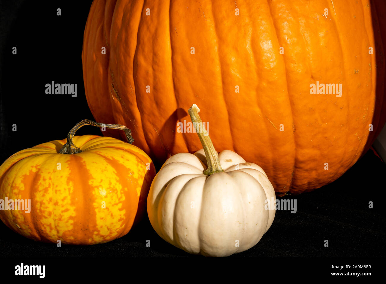 Pumpkins in all colors, shapes, and sizes Stock Photo - Alamy