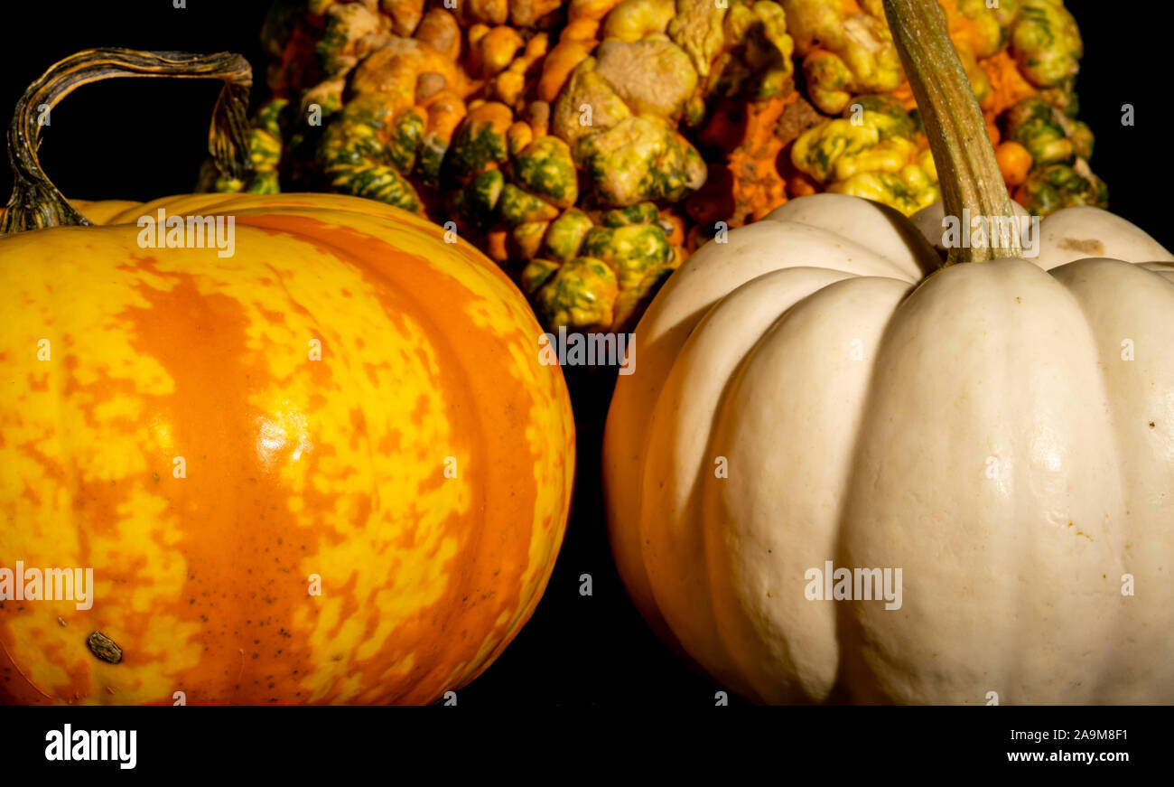 Pumpkins in all colors, shapes, and sizes Stock Photo - Alamy