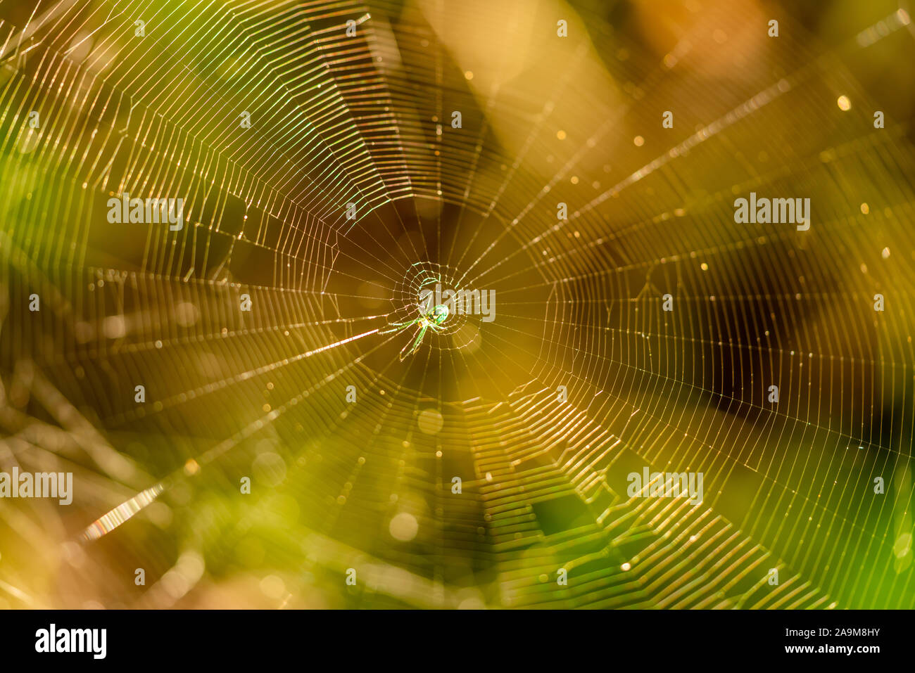 Amazing spiders and webs in Sawgrass Lake Park in St. Petersburg ...