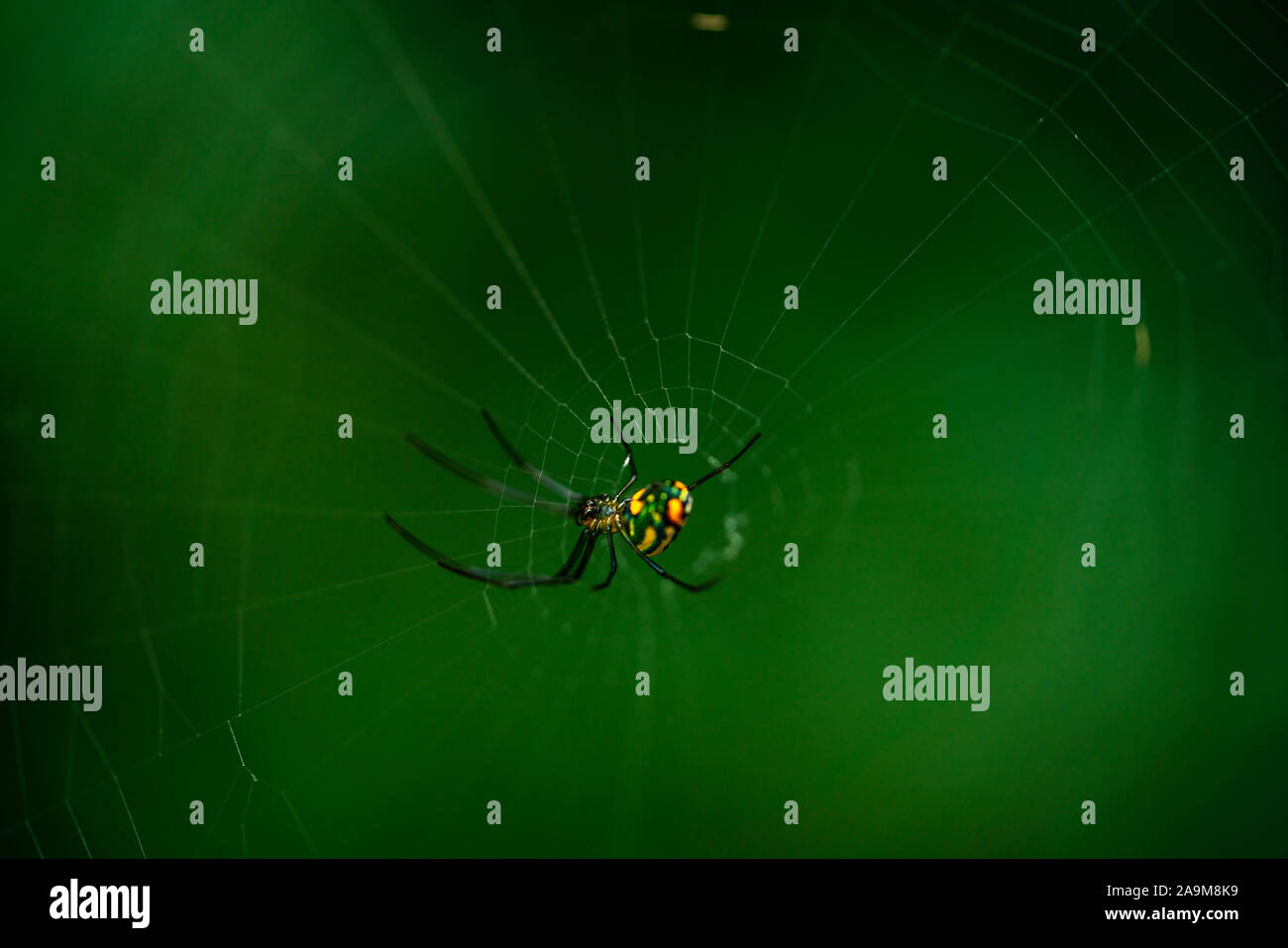 Amazing spiders and webs in Sawgrass Lake Park in St. Petersburg ...