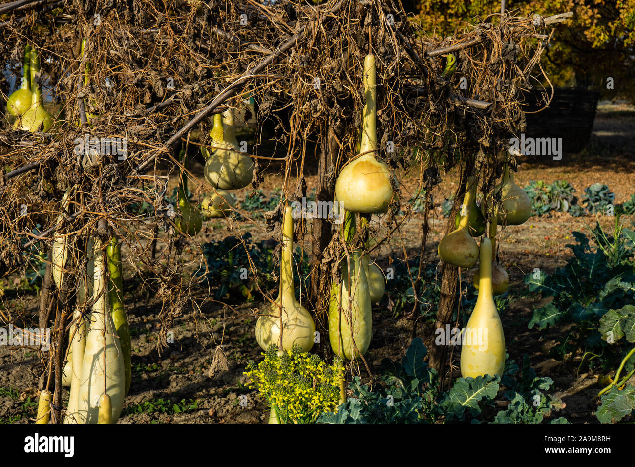 Calabash gourds hi-res stock photography and images - Alamy