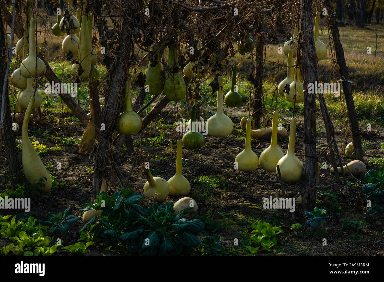 Calabash gourds hi-res stock photography and images - Alamy