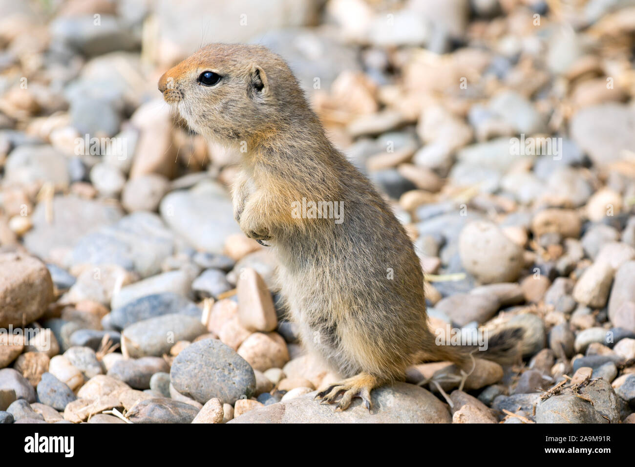 Arctic squirrel hi-res stock photography and images - Alamy