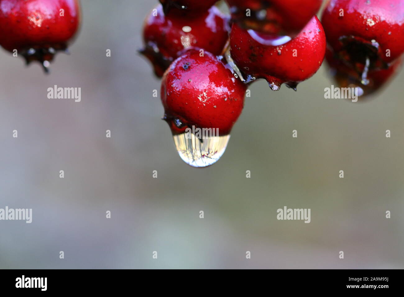 bright red hawthorn berry with a drop of rain water Stock Photo - Alamy