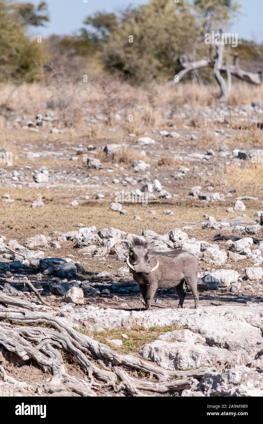 A Common Warthogs - Phacochoerus africanus- in the wilderness of Etosha ...