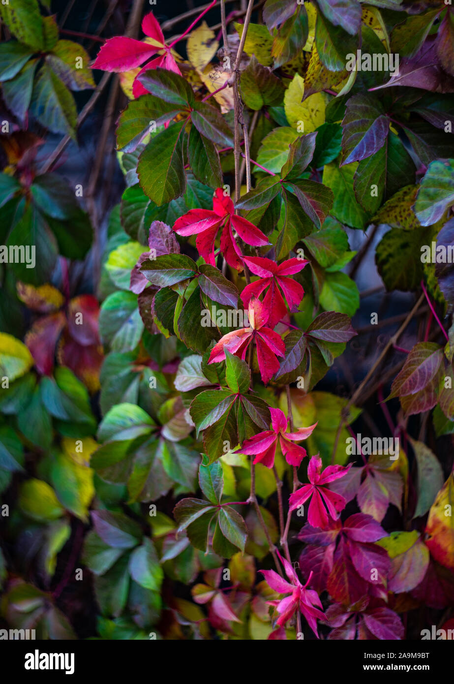 Wild grape plant with rea and yellow leaves Stock Photo - Alamy