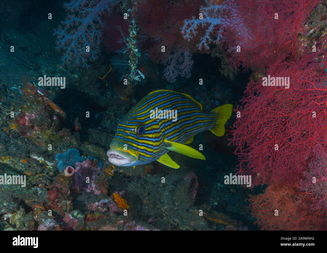 Fish bali coral hi-res stock photography and images - Alamy