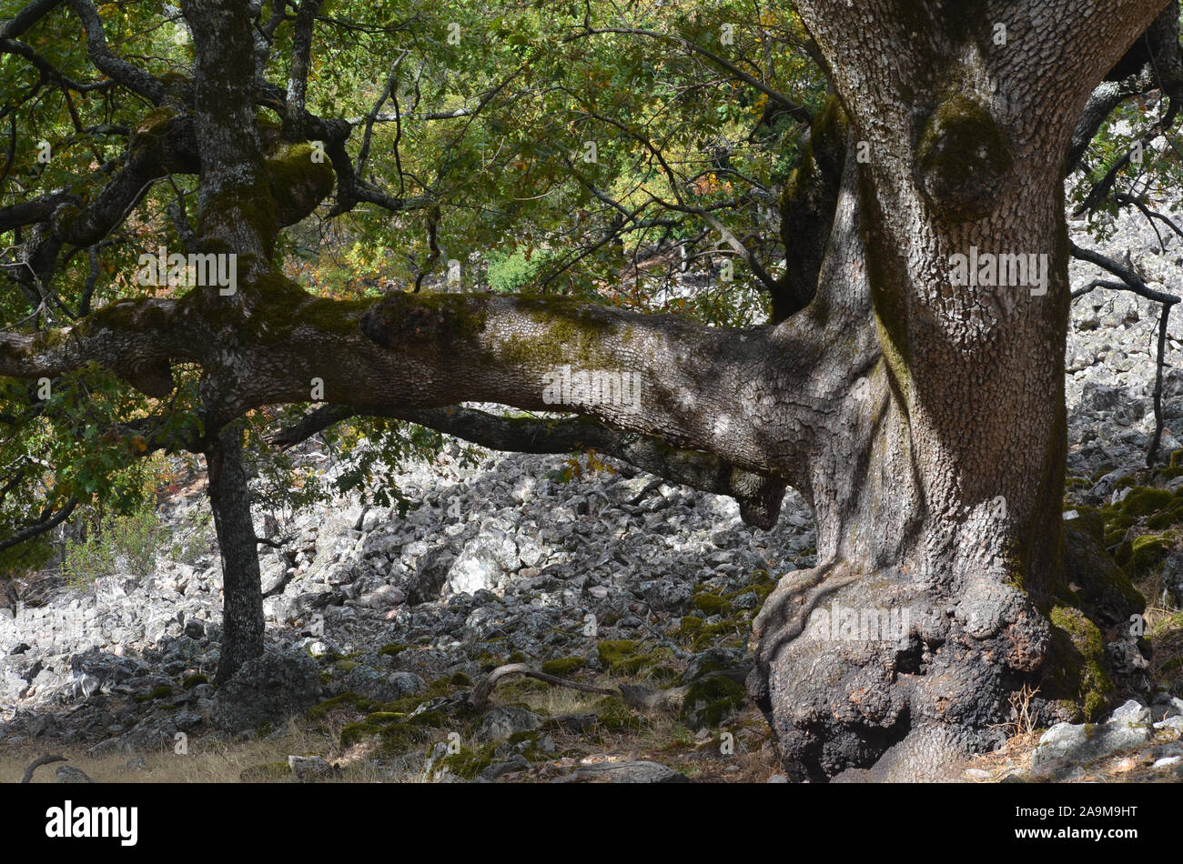 The Grandfather, a centenarian oak in Sierra Madrona natural park ...