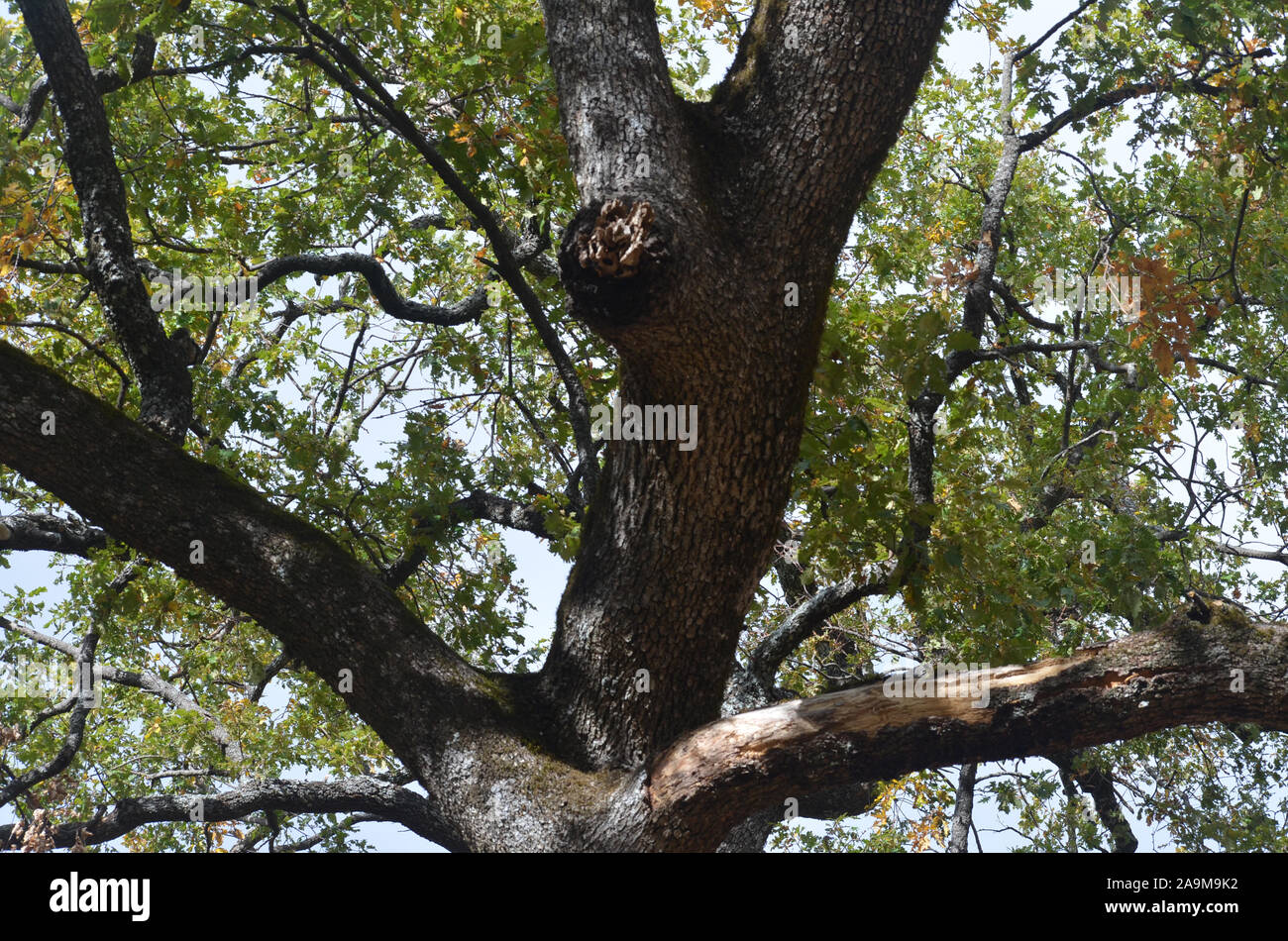 The Grandfather, a centenarian oak in Sierra Madrona natural park ...