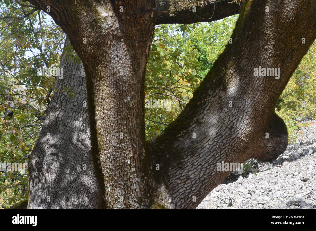 The Grandfather, a centenarian oak in Sierra Madrona natural park ...