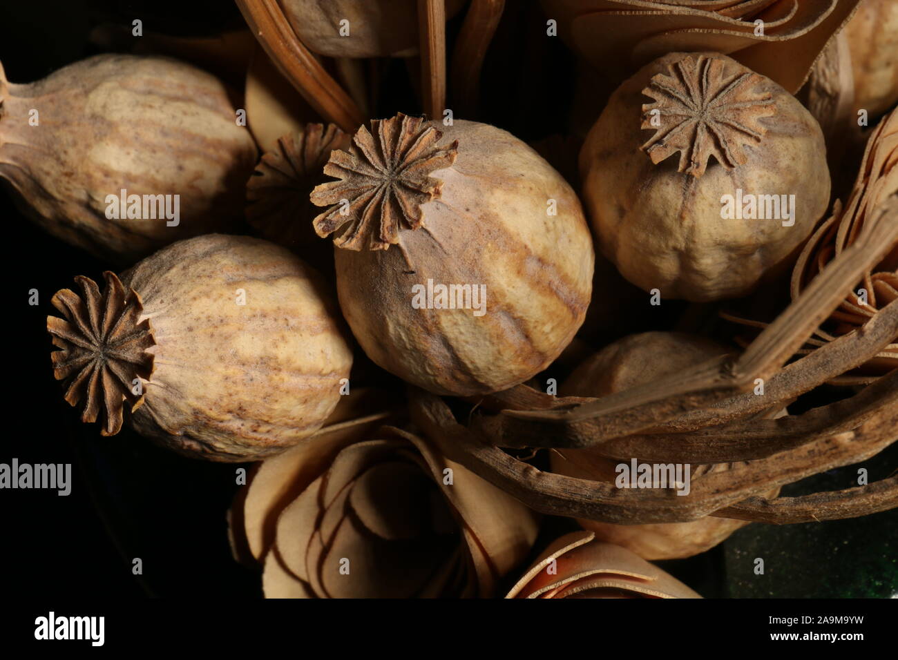 Still life of dried poppy flower heads Stock Photo - Alamy