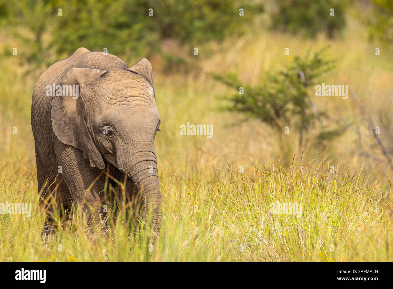 Cute baby elephant calf ( Loxodonta Africana), Pilanesberg National ...