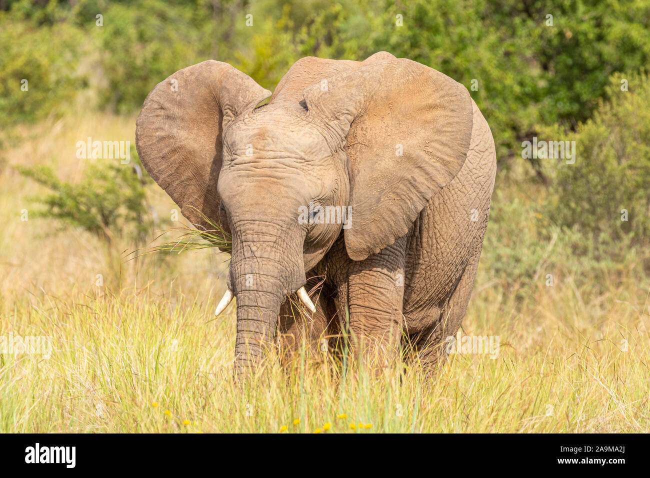 Cute baby elephant calf ( Loxodonta Africana), Pilanesberg National ...