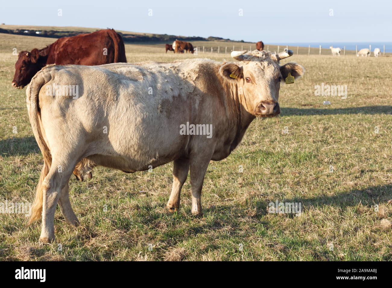 Sheep gap in fence hi-res stock photography and images - Alamy