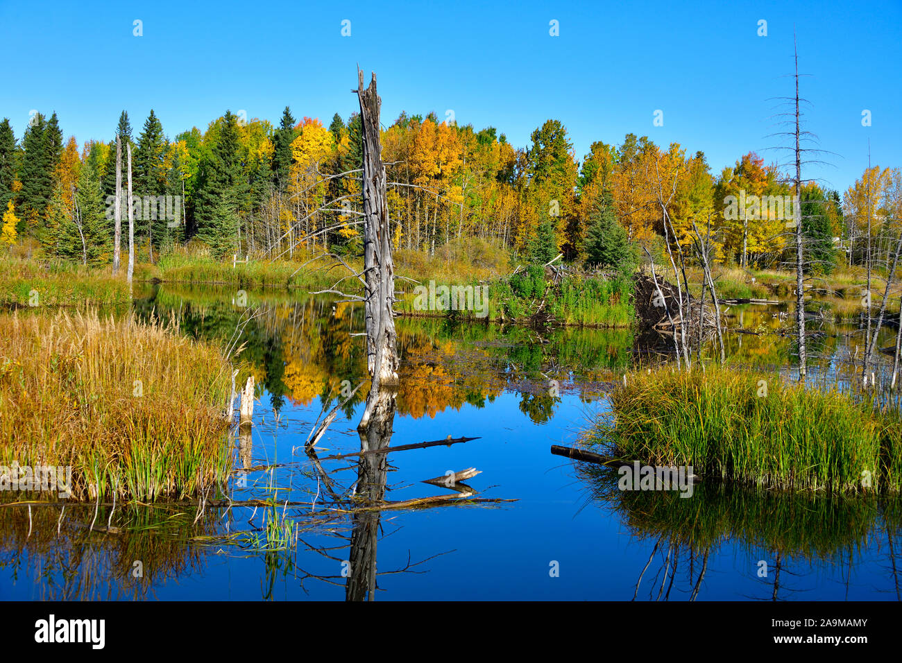 A landscape image of a beaver pond in the autumn season with the tree ...