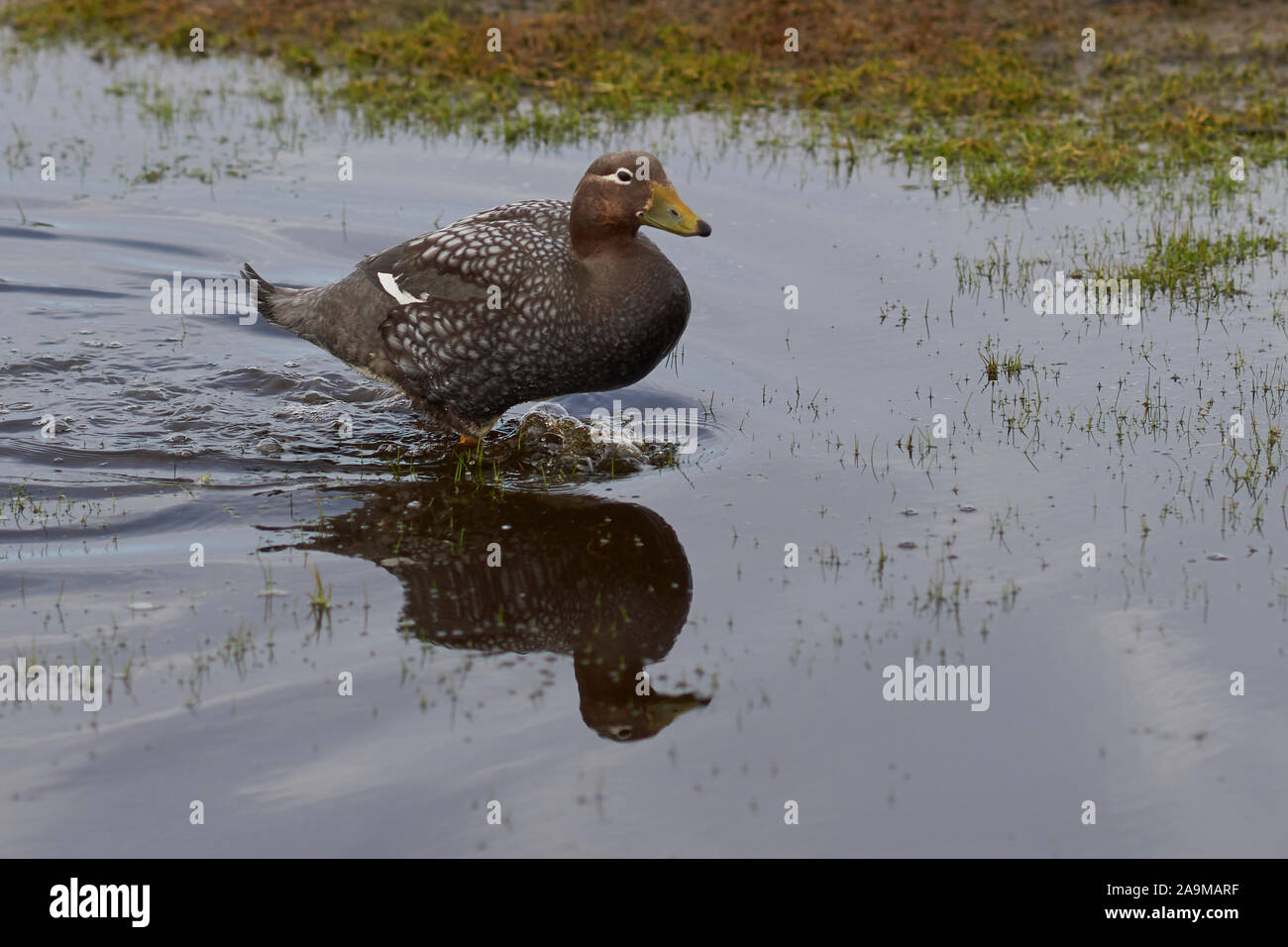 Falkland Steamer Duck (Tachyeres brachypterus) in. pool of water on the ...