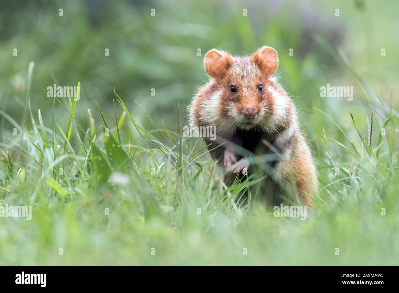 Feldhamster hi-res stock photography and images - Alamy