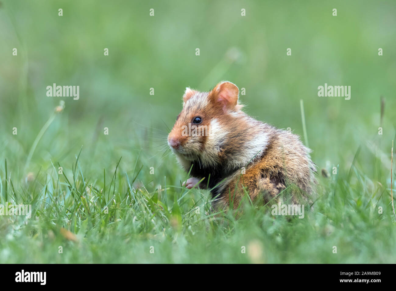 Feldhamster hi-res stock photography and images - Alamy
