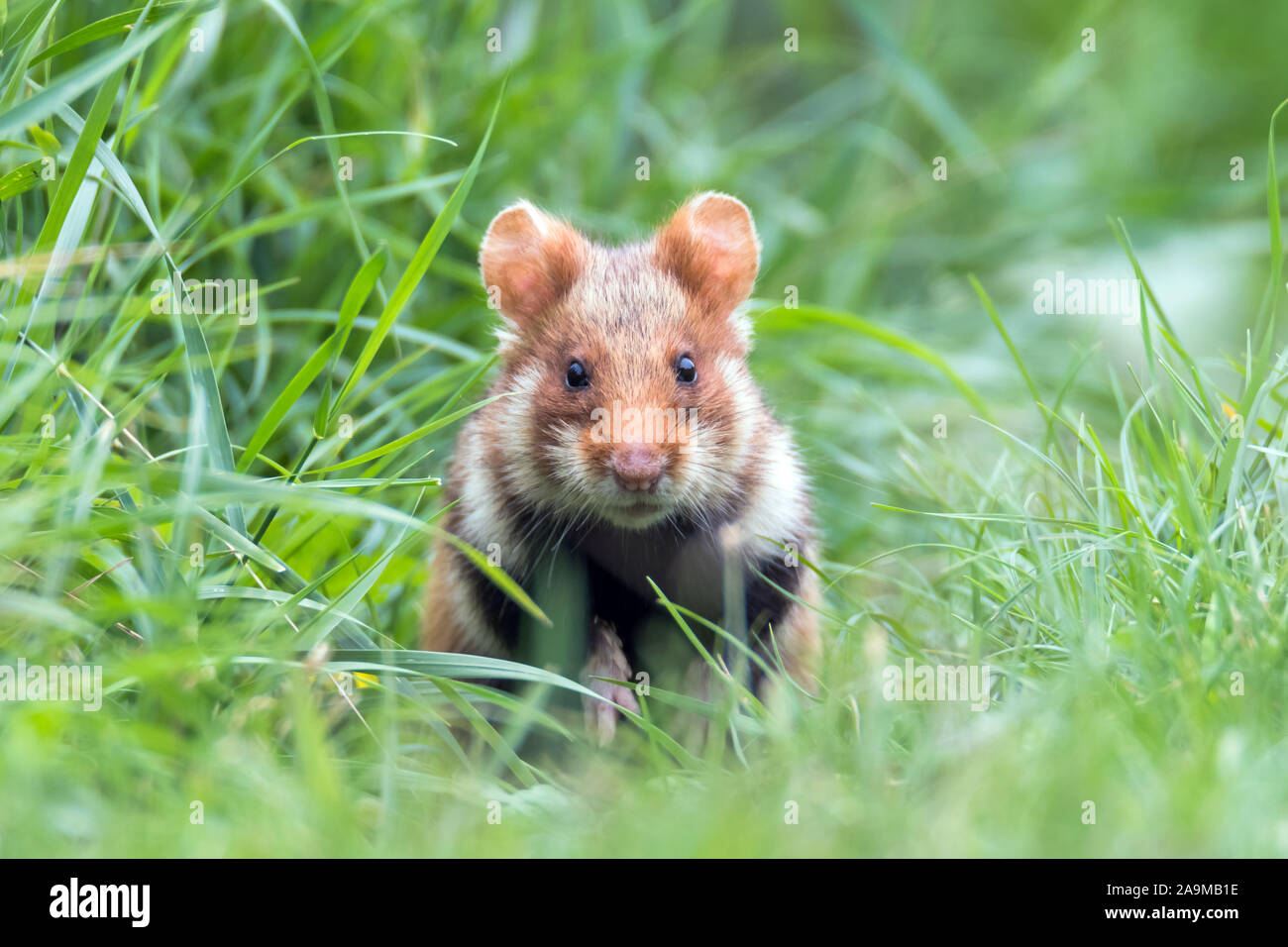 Feldhamster (Cricetus cricetus) European Hamster Stock Photo - Alamy