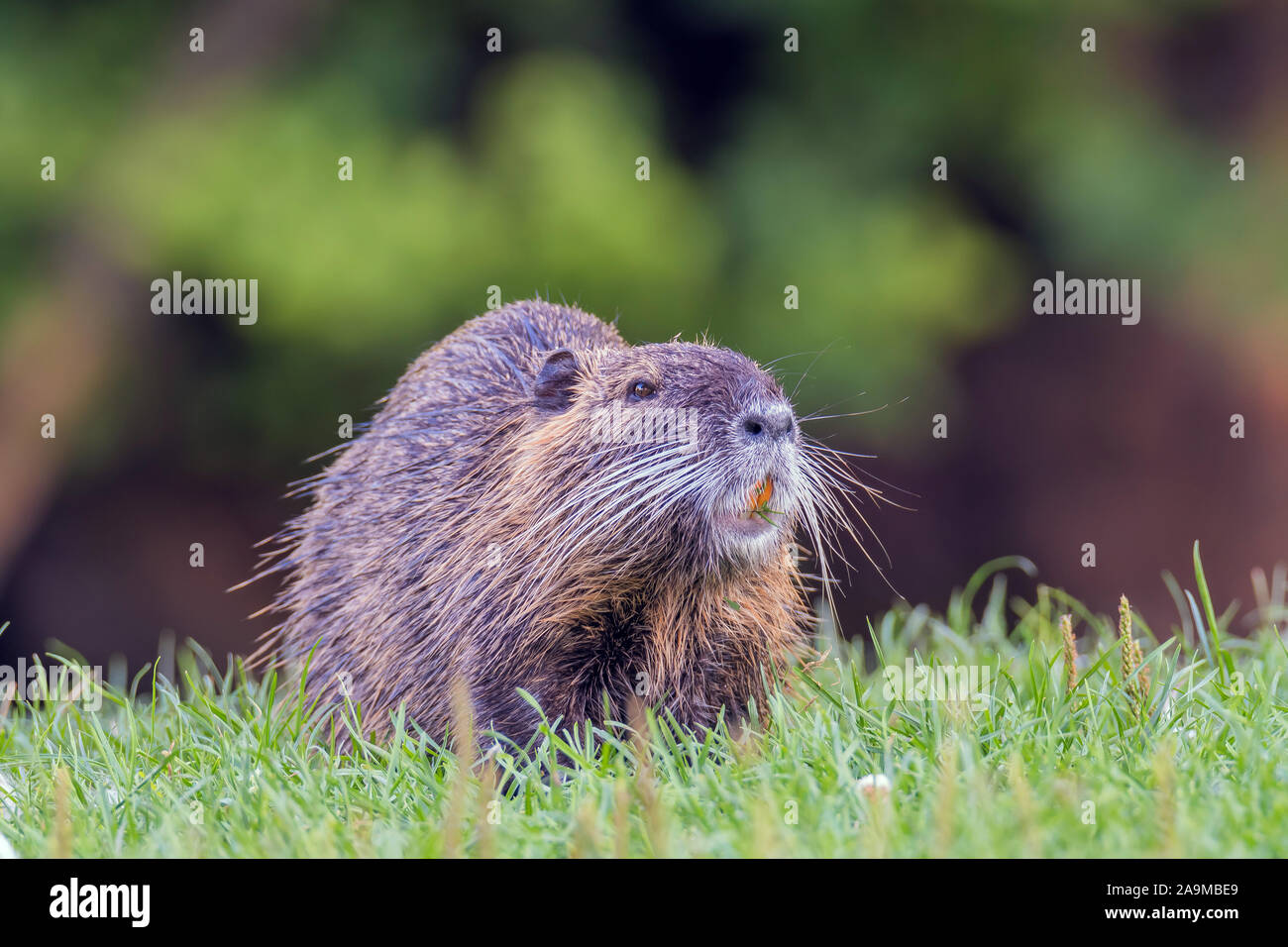 Nutria (Myocastor coypus Stock Photo - Alamy