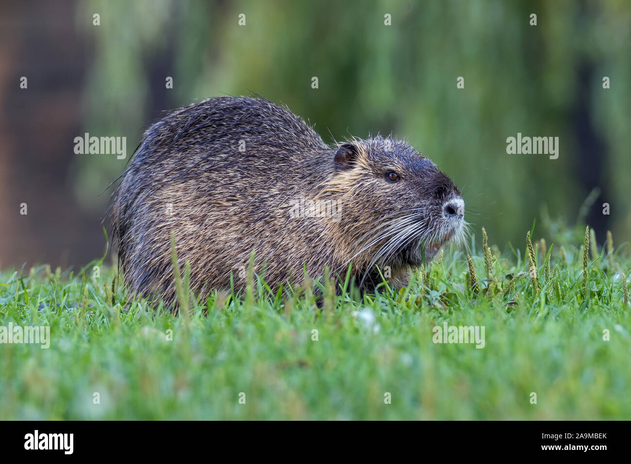 Nutria (Myocastor coypus Stock Photo - Alamy