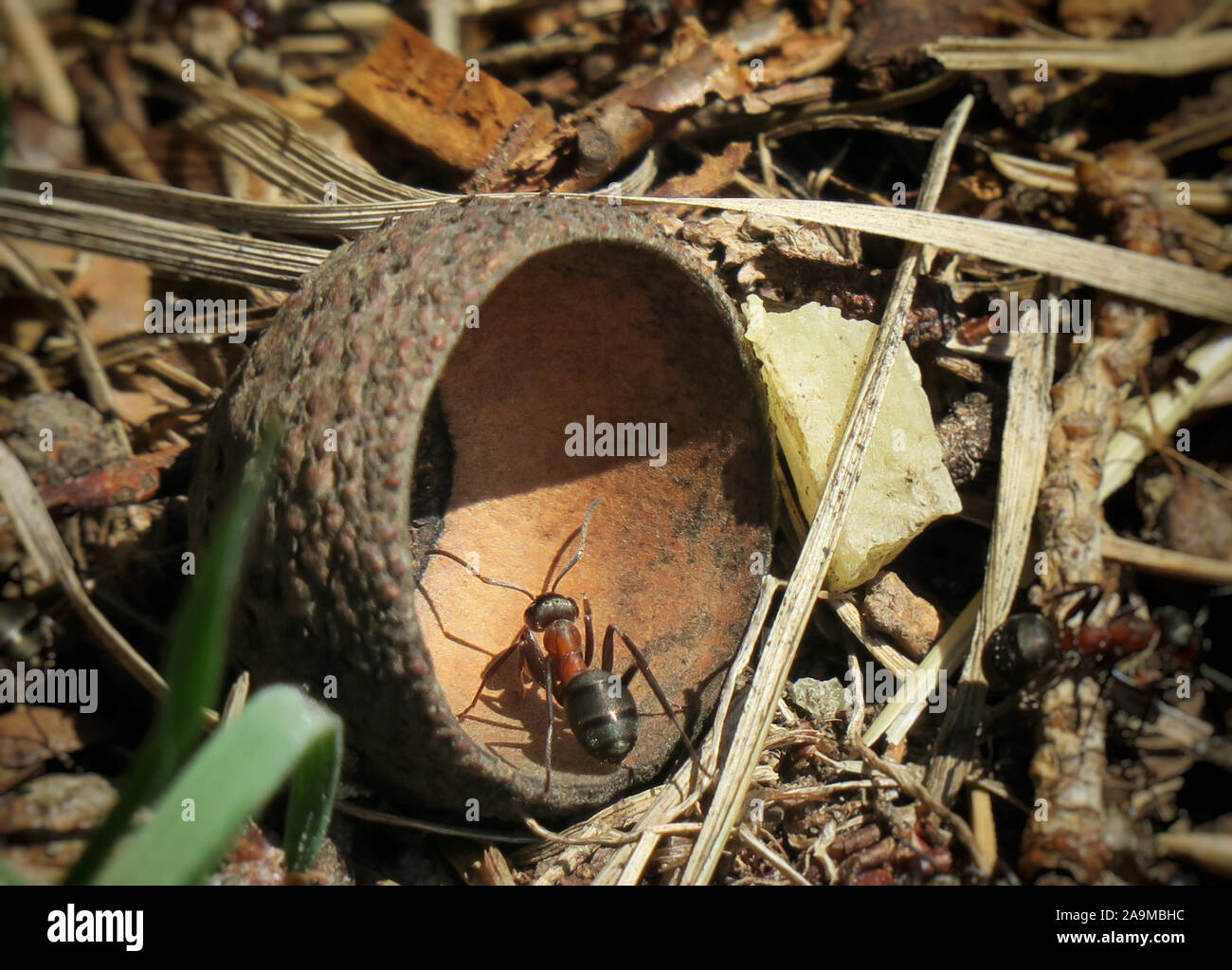 Acorn ant hi-res stock photography and images - Alamy