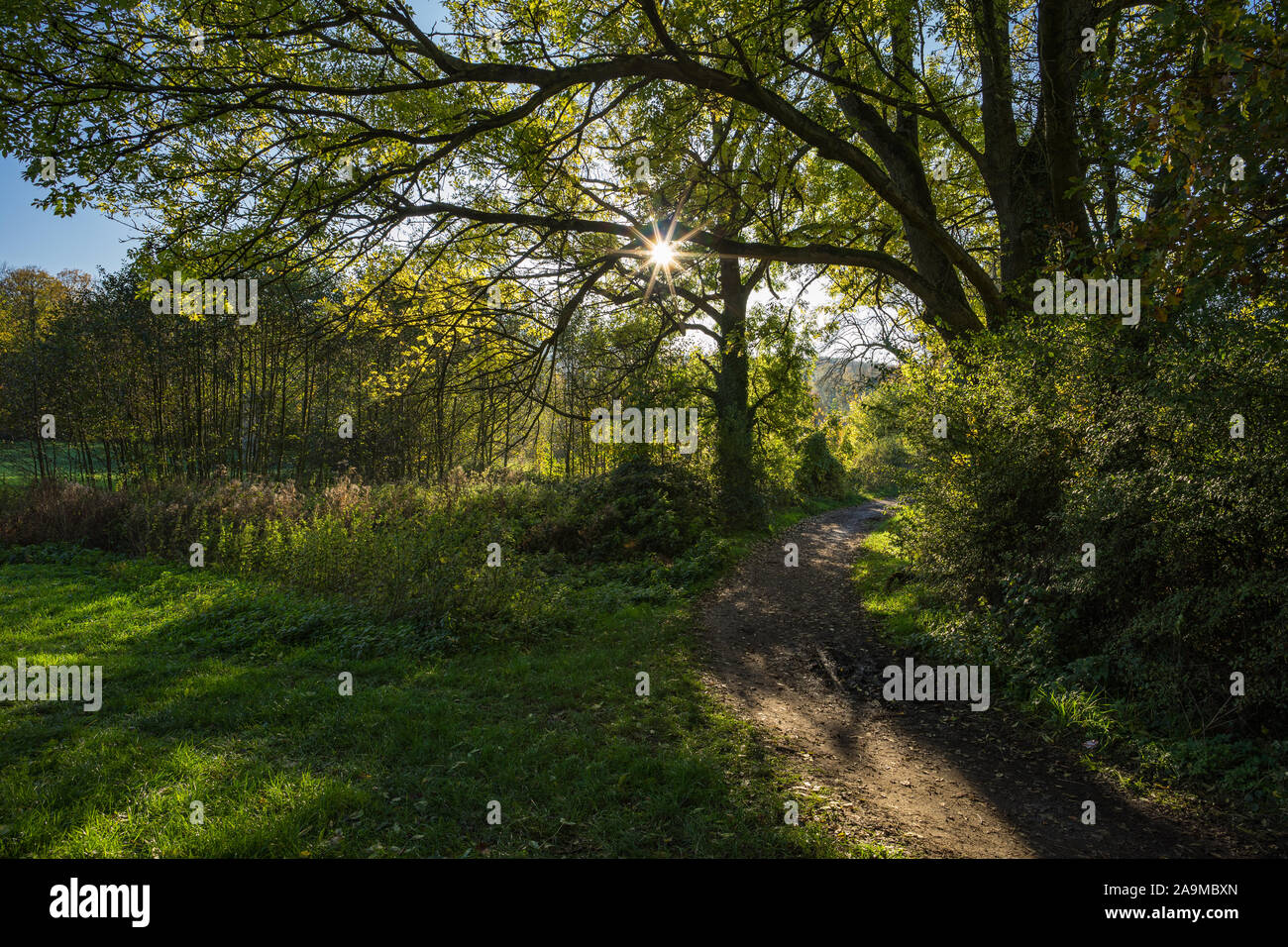 Path forest light hi-res stock photography and images - Alamy