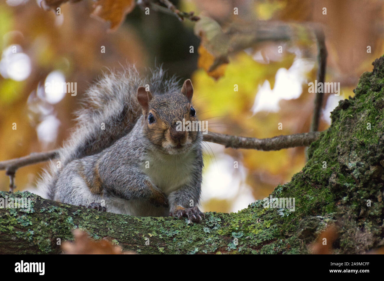Squirrel dray hi-res stock photography and images - Alamy