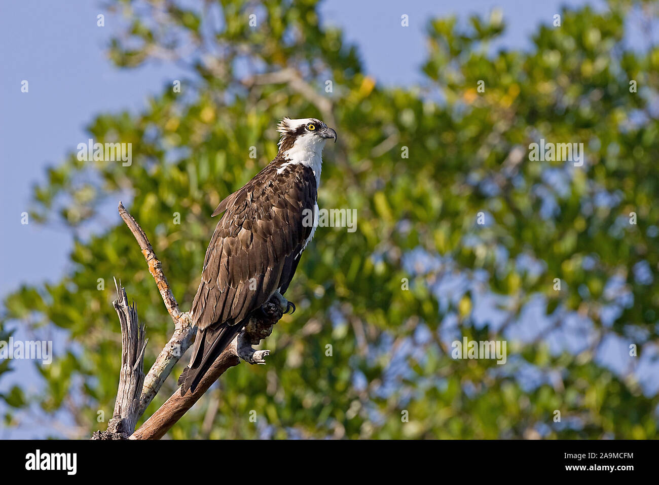 Florida adler hi-res stock photography and images - Alamy