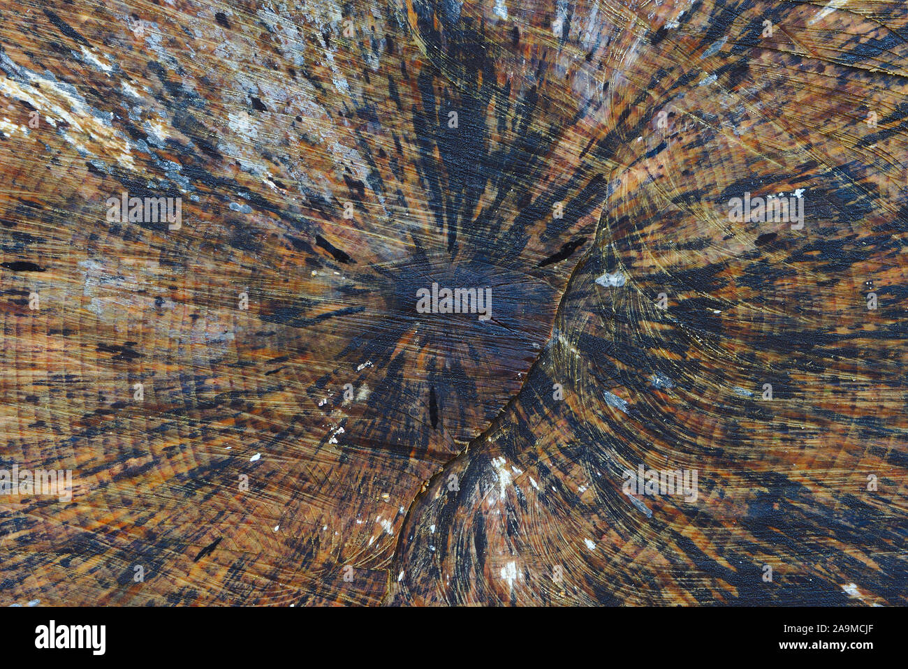 tree trunk cut in closeup, wood texture Stock Photo - Alamy