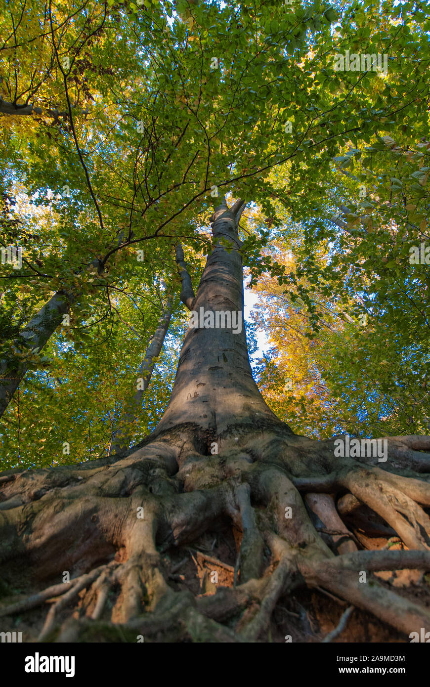 Tree with its roots in the light of the evening sun. November Scene ...