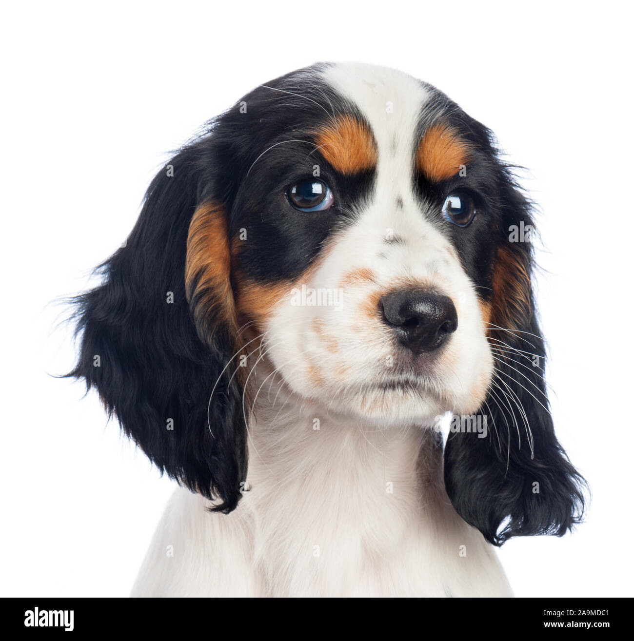 Brown And White Cocker Spaniel Puppies