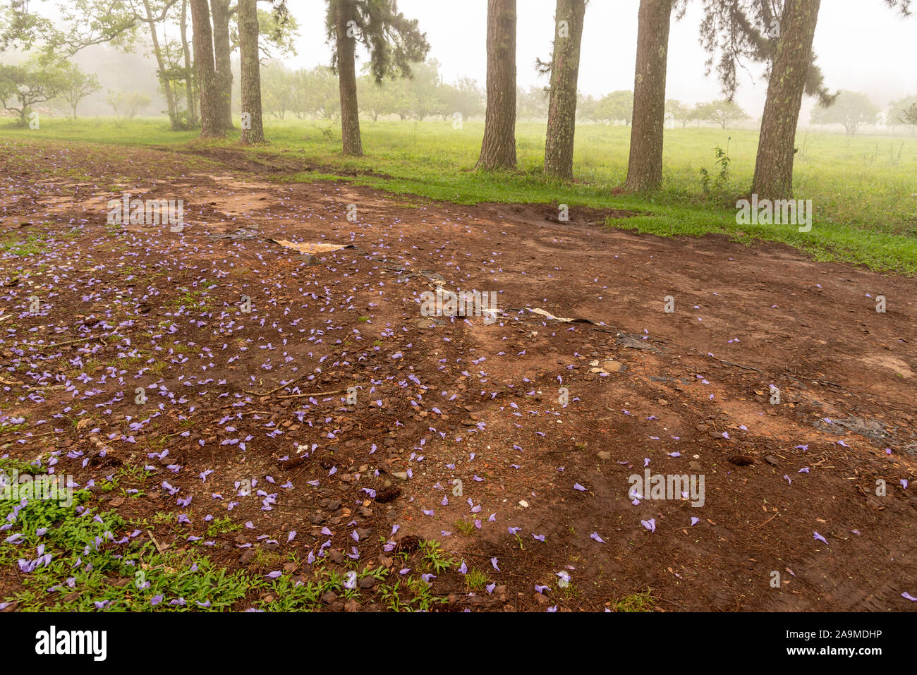 Rural landscape. End of the fall season and the mimoso purple rosewood ...