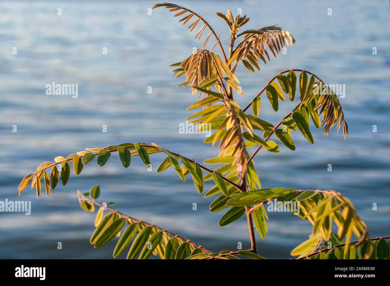 Young Acacia tree growing near the River Danube in Serbia Stock Photo ...
