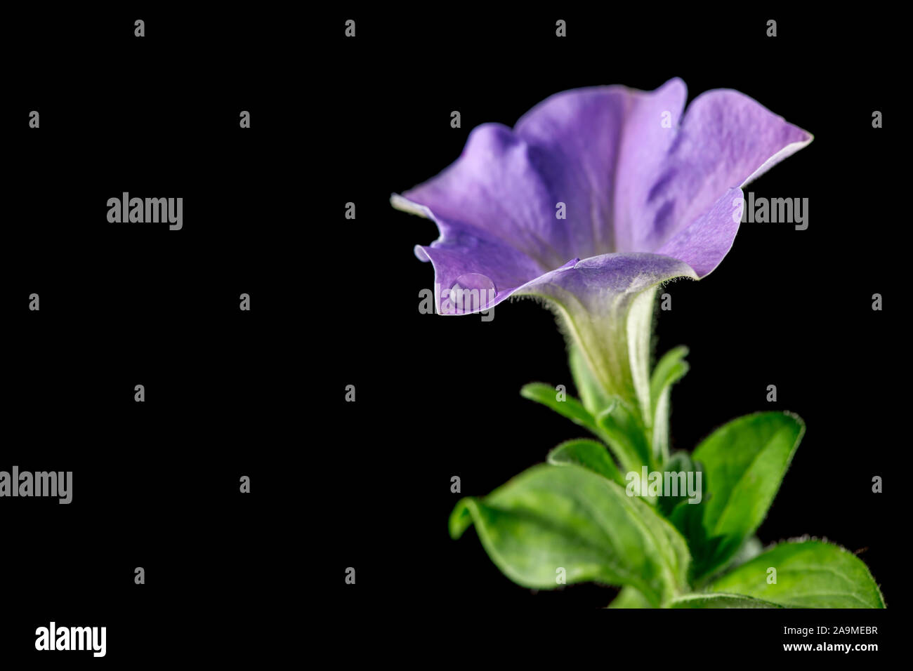 Studio closeup of a blue petunia flower (lat: Petunia) with single ...