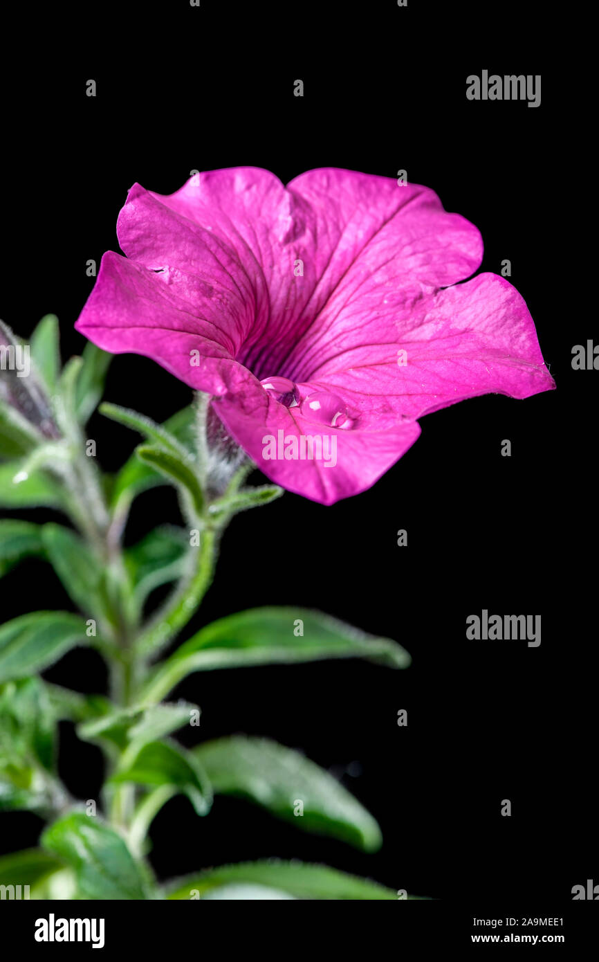 Studio close-up of a petunia stem (lat: Petunia) with open leaves and ...