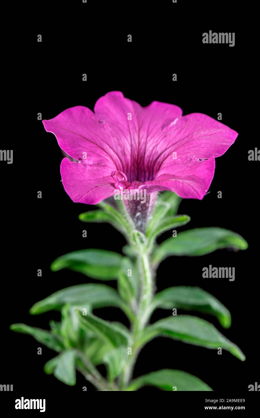 Studio close-up of a petunia stem (lat: Petunia) with open leaves and ...