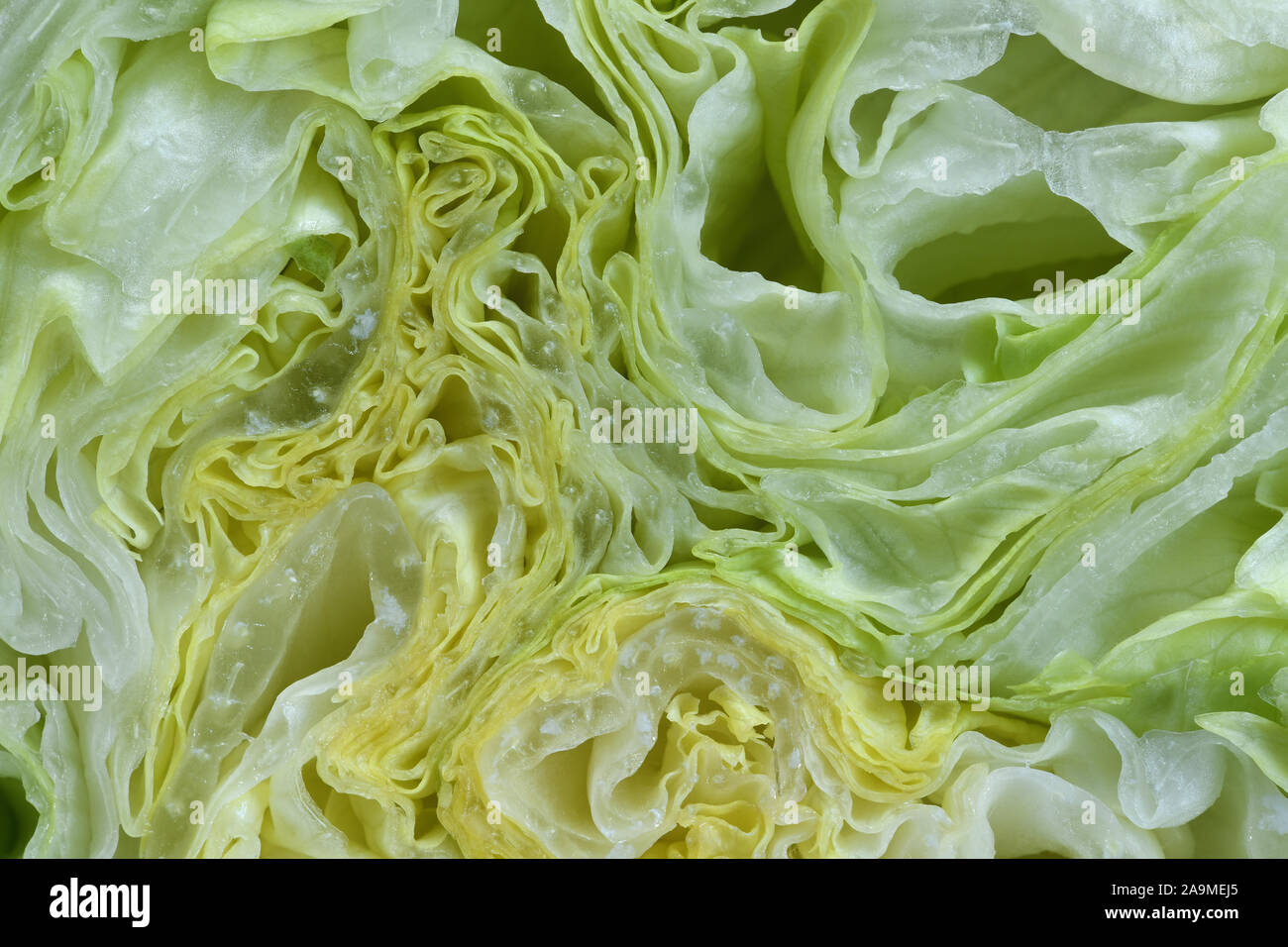 Fresh organic iceberg lettuce in macro close up. Sliced lettuce head of ...