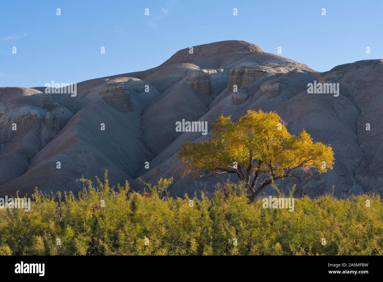 An acacia tree grows tall than the surrounding vegetation Stock Photo ...