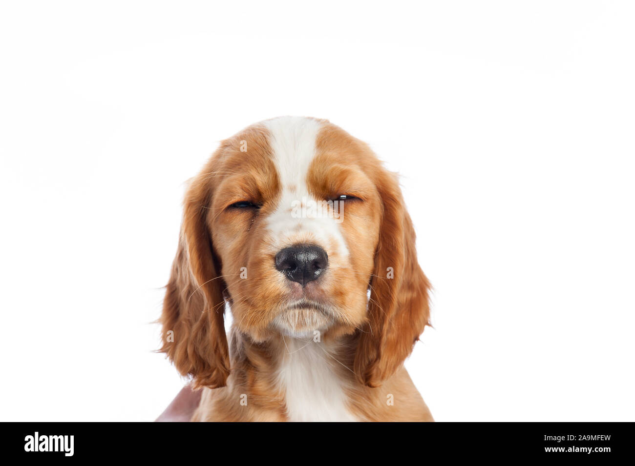 Light Brown and White Cocker Spaniel Puppy Stock Photo - Alamy