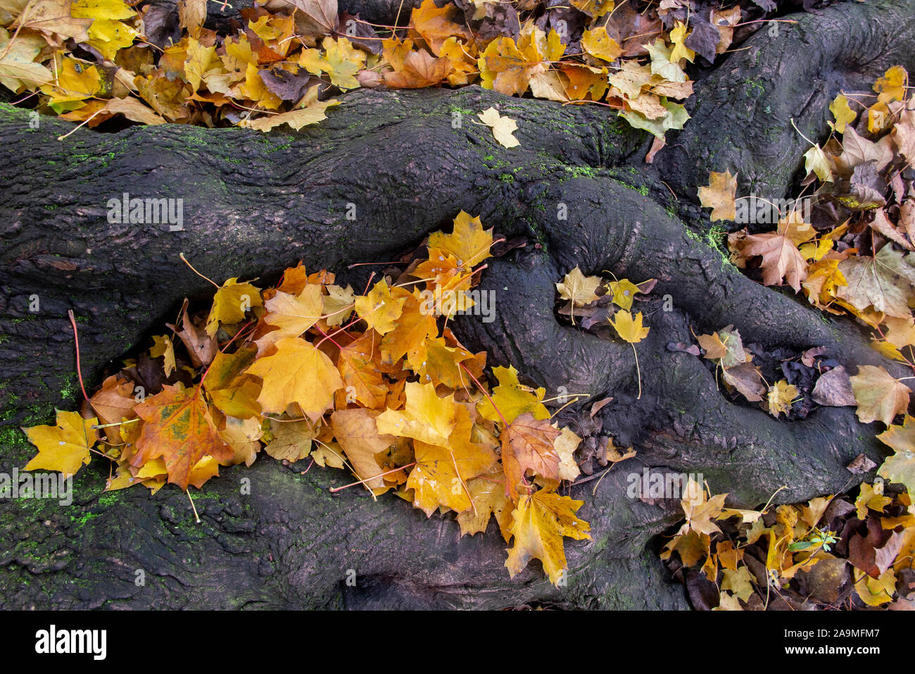 Golden leaves in the roots of a tree in a London park in autumn Stock ...
