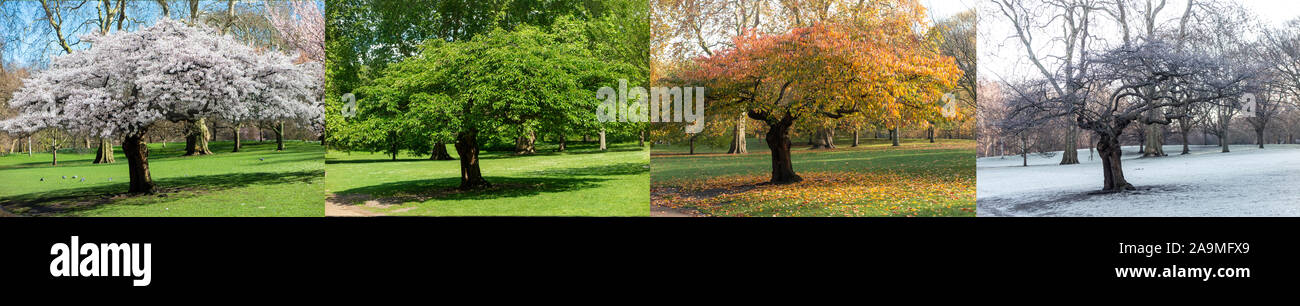 A cherry tree in a London Park in all four seasons Stock Photo - Alamy