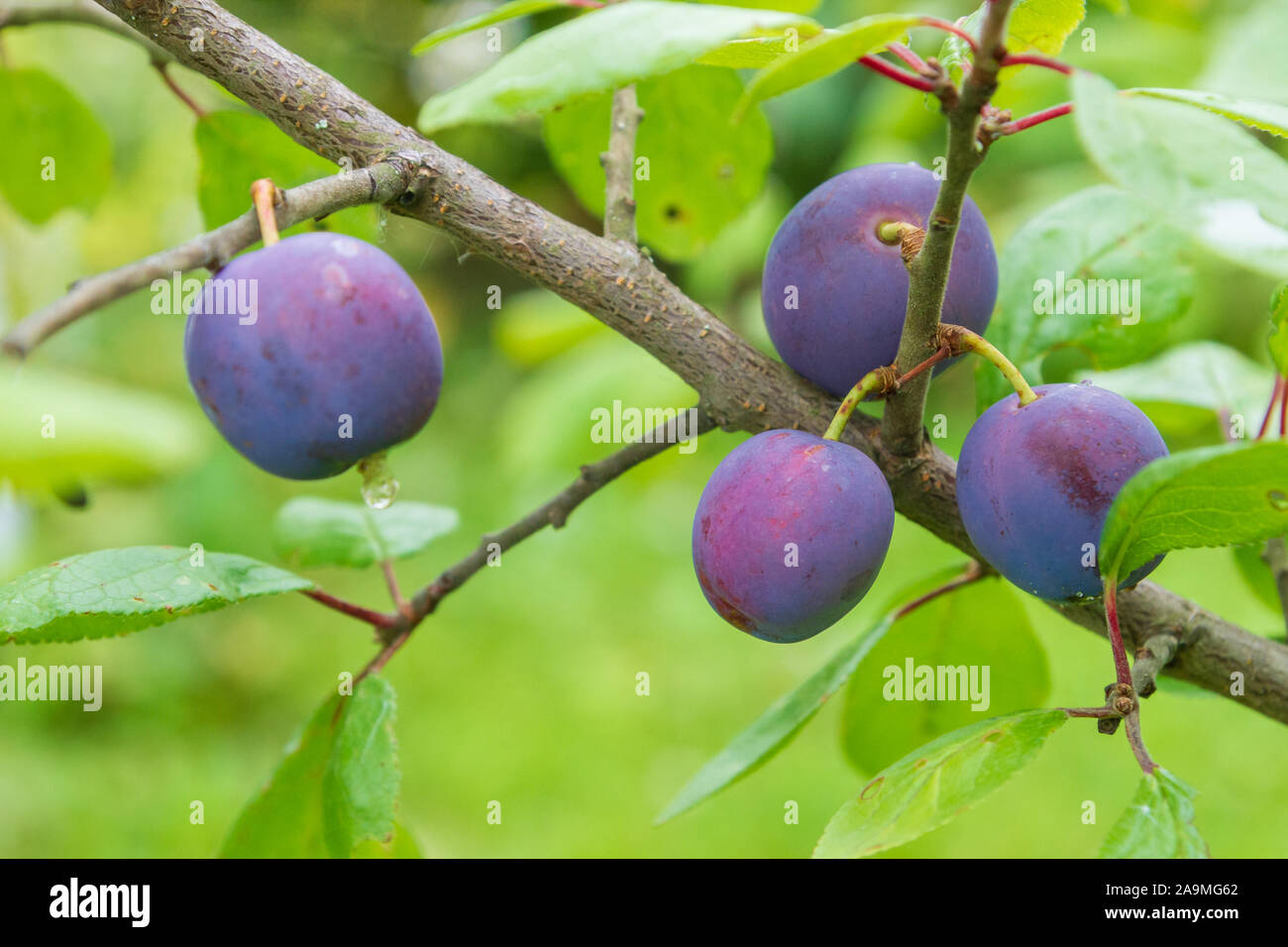 Ripe plum ripens on a tree branch in summer Stock Photo - Alamy