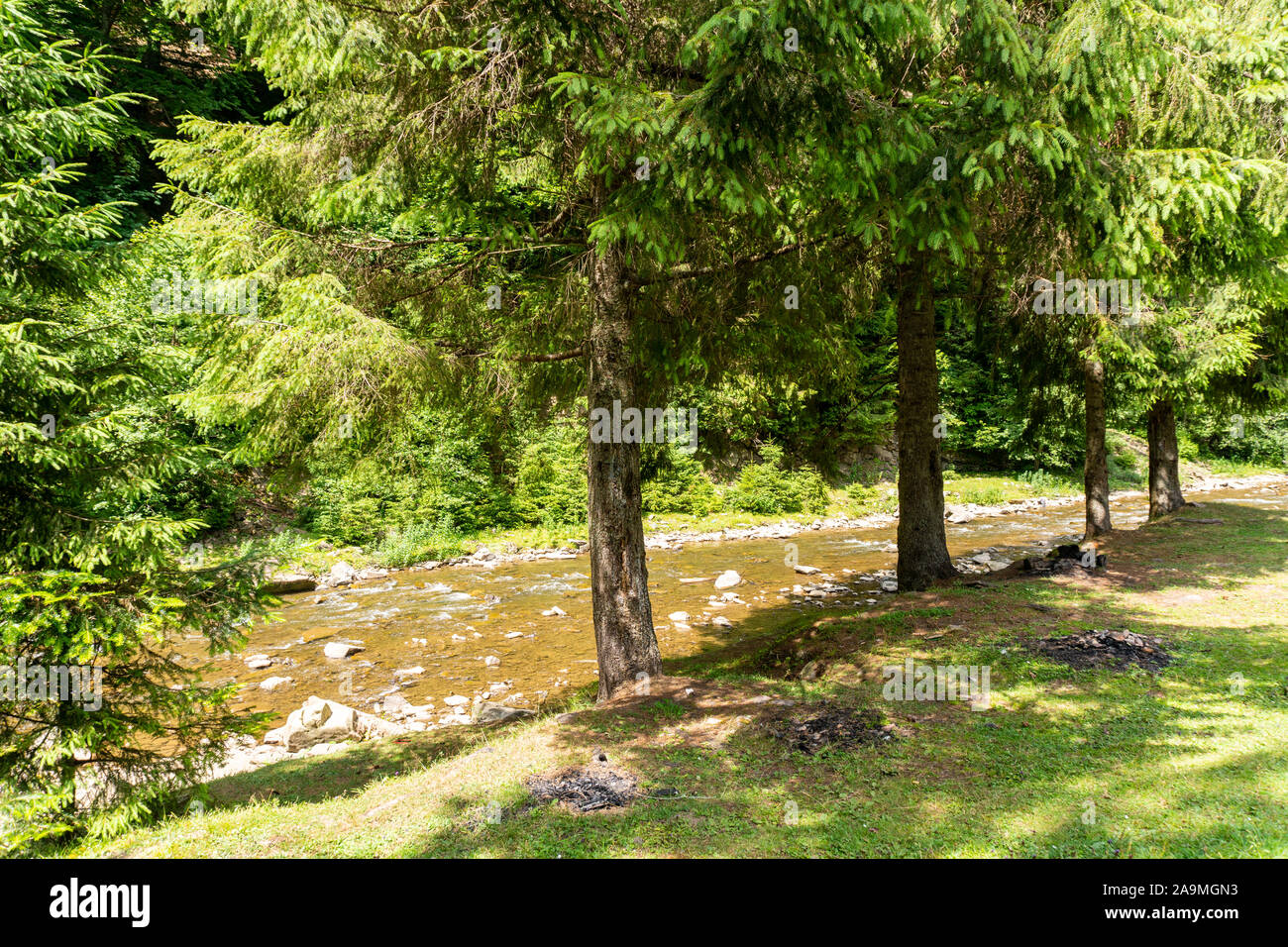 Not allowed place for fire in the forest under pine trees Stock Photo ...