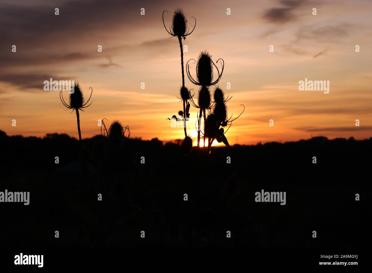 Teasel silhouette hi-res stock photography and images - Alamy