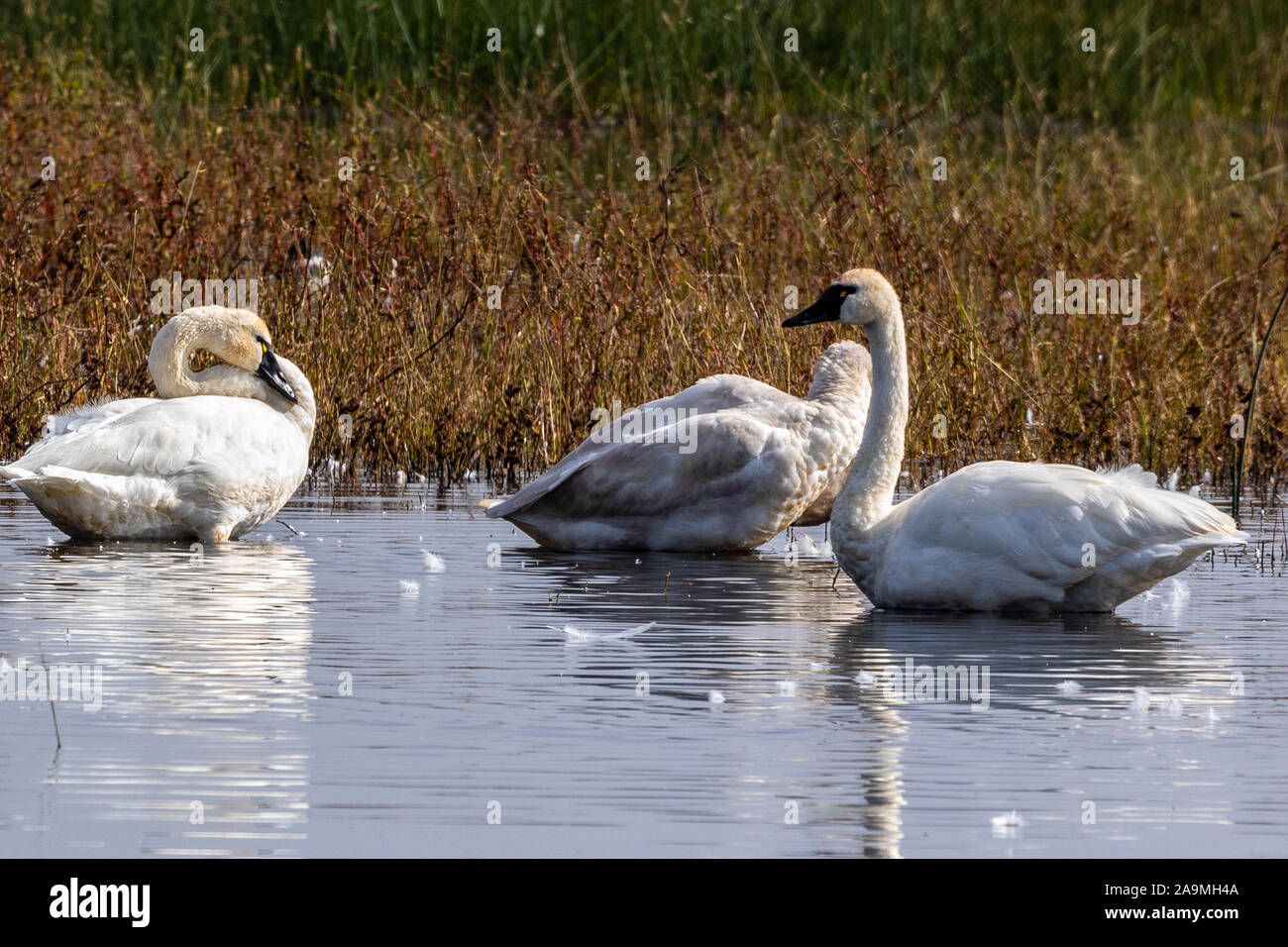 Tundra Swans (Cygnus columbianus) at the San Luis National wildlife ...